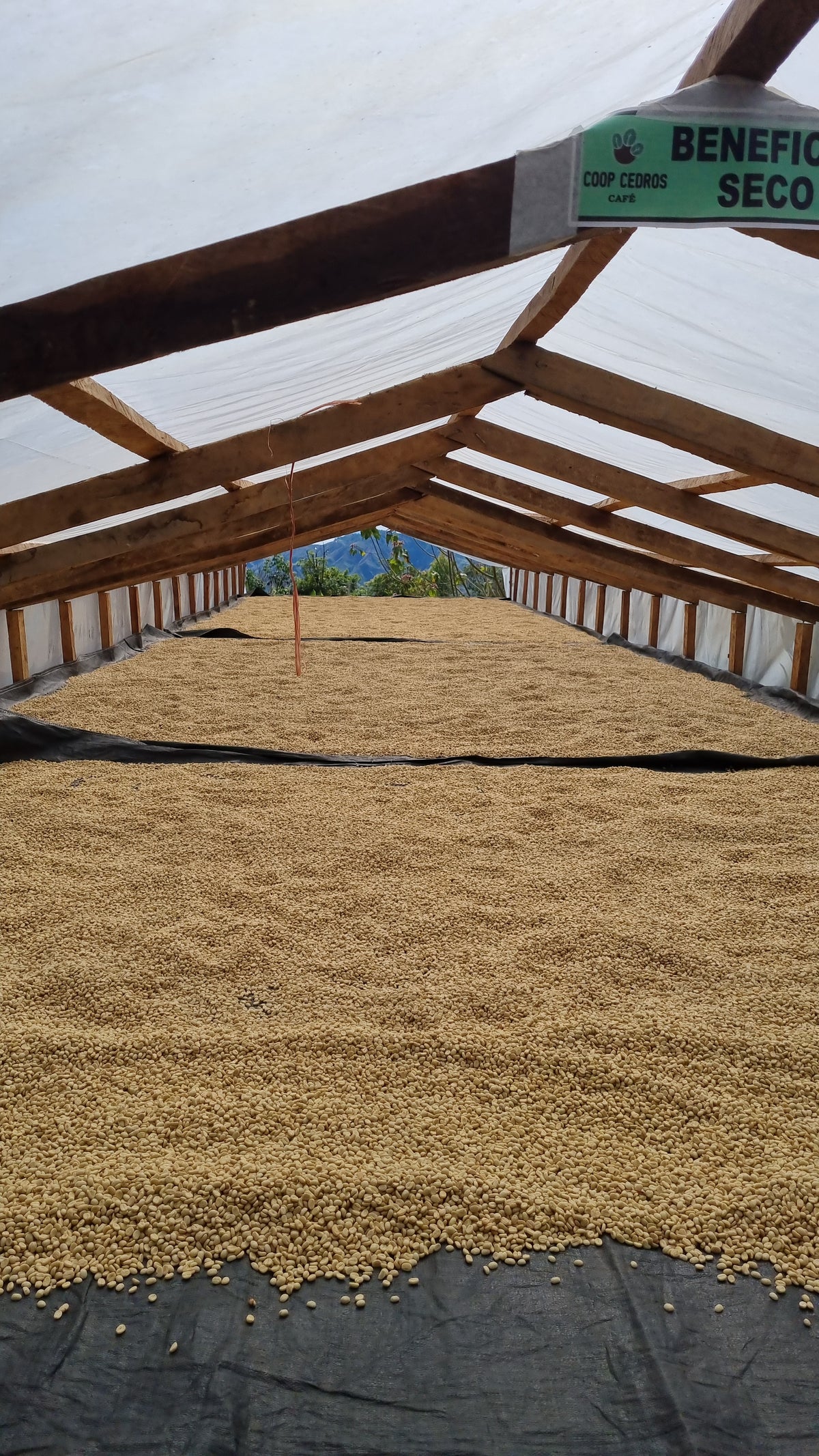 Colombia l Popayan Reserve l Sugarcane Decaf | DOCKYARDCOFFEE